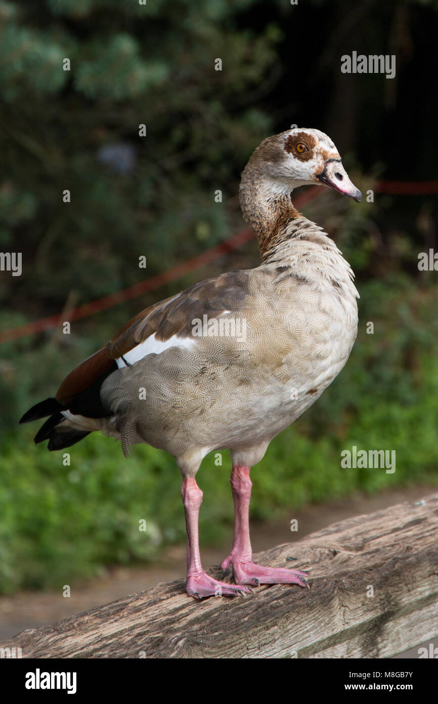 Egyptian Goose standing on wooden fence, London Wetland Centre, London ...