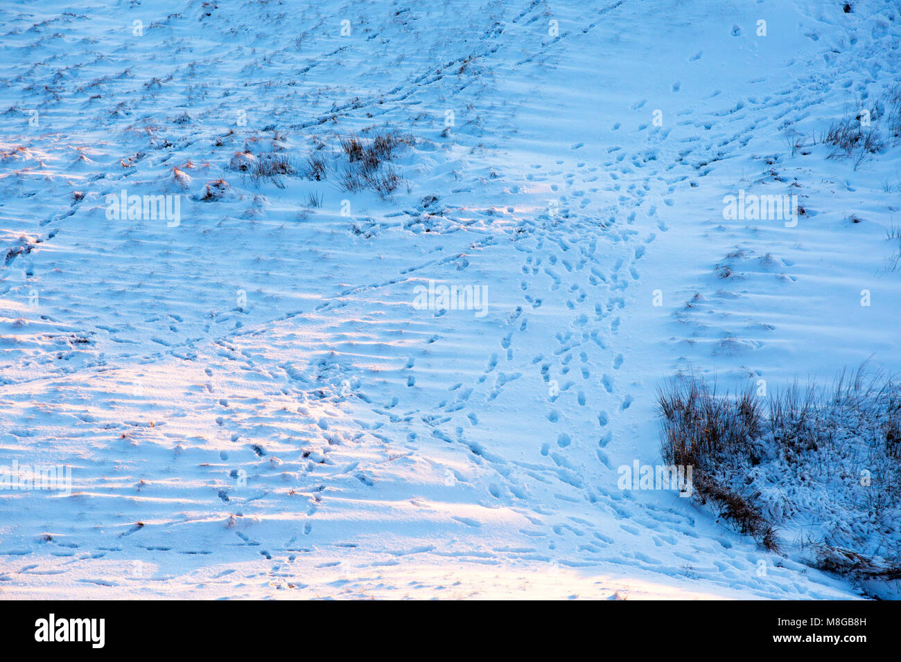 Footsteps in snow hi-res stock photography and images - Alamy