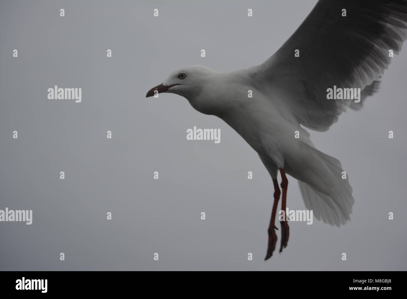 One bird. A lone Seagull flying in the cloudy sky with its wings raised ...