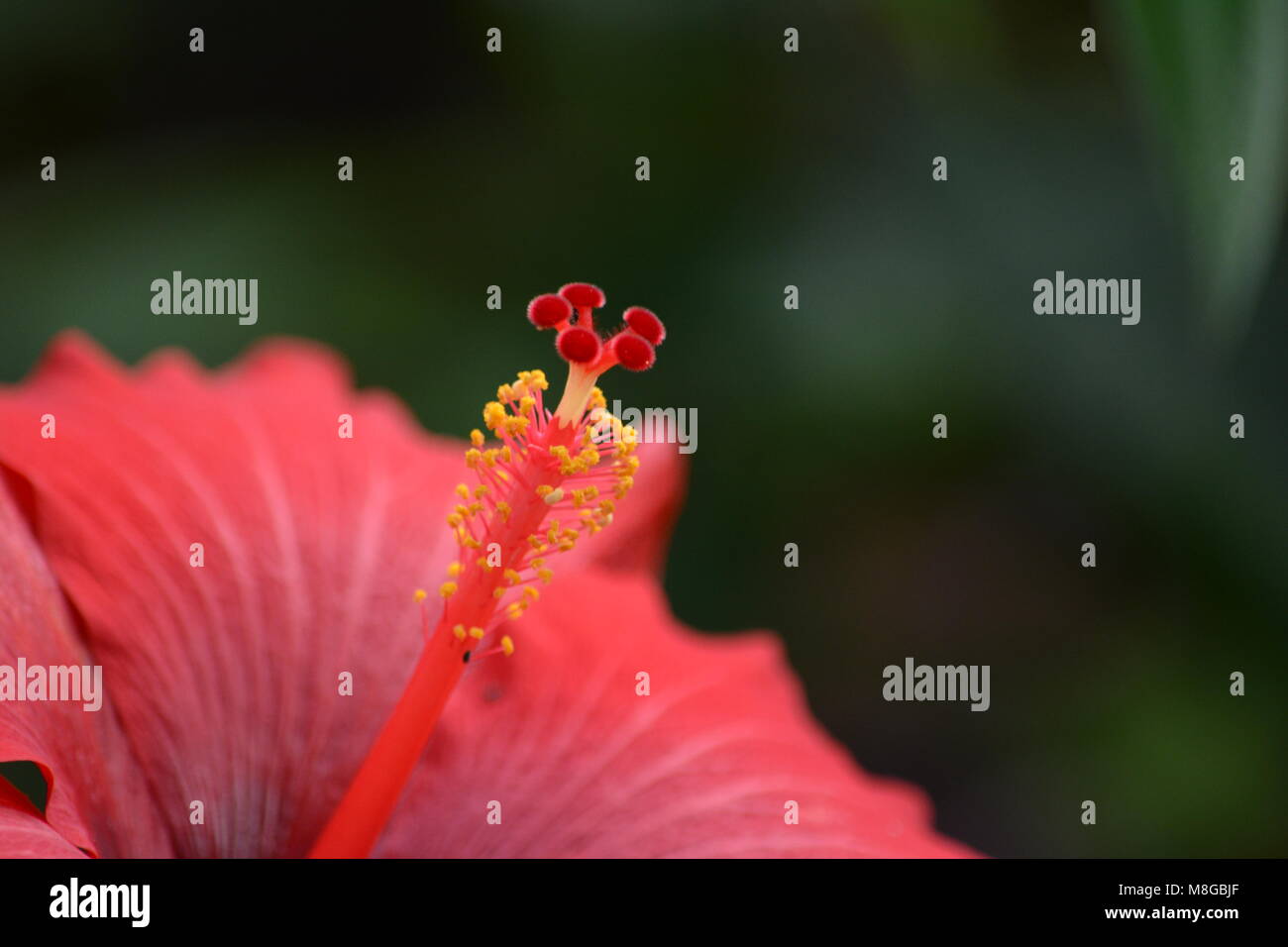 Macro of Red Hibiscus plant Flower stamen, stigma, petals in the bottom ...