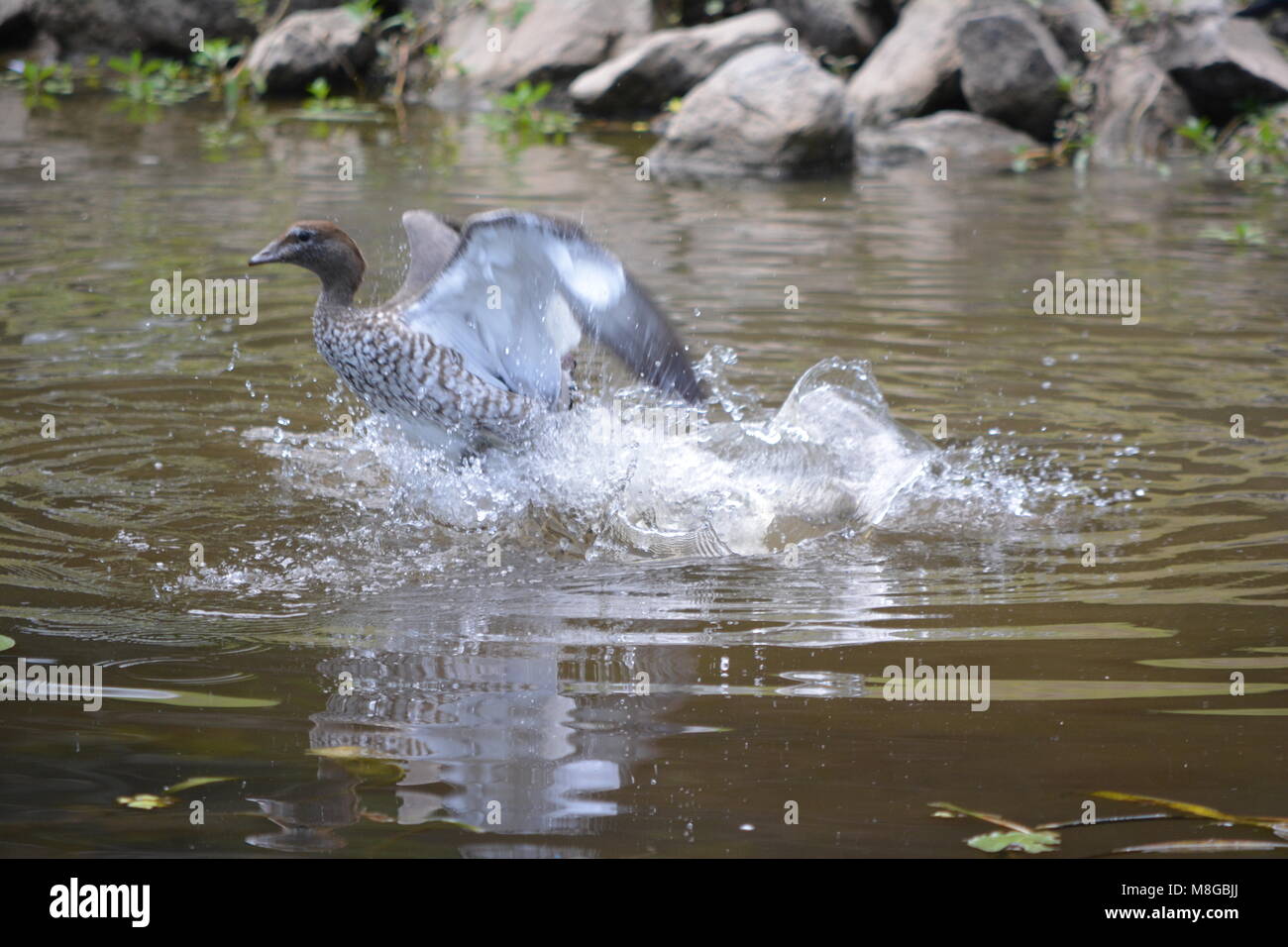 Bird, An Australian Wood Duck or Maned Goose, wings raised in flight ...