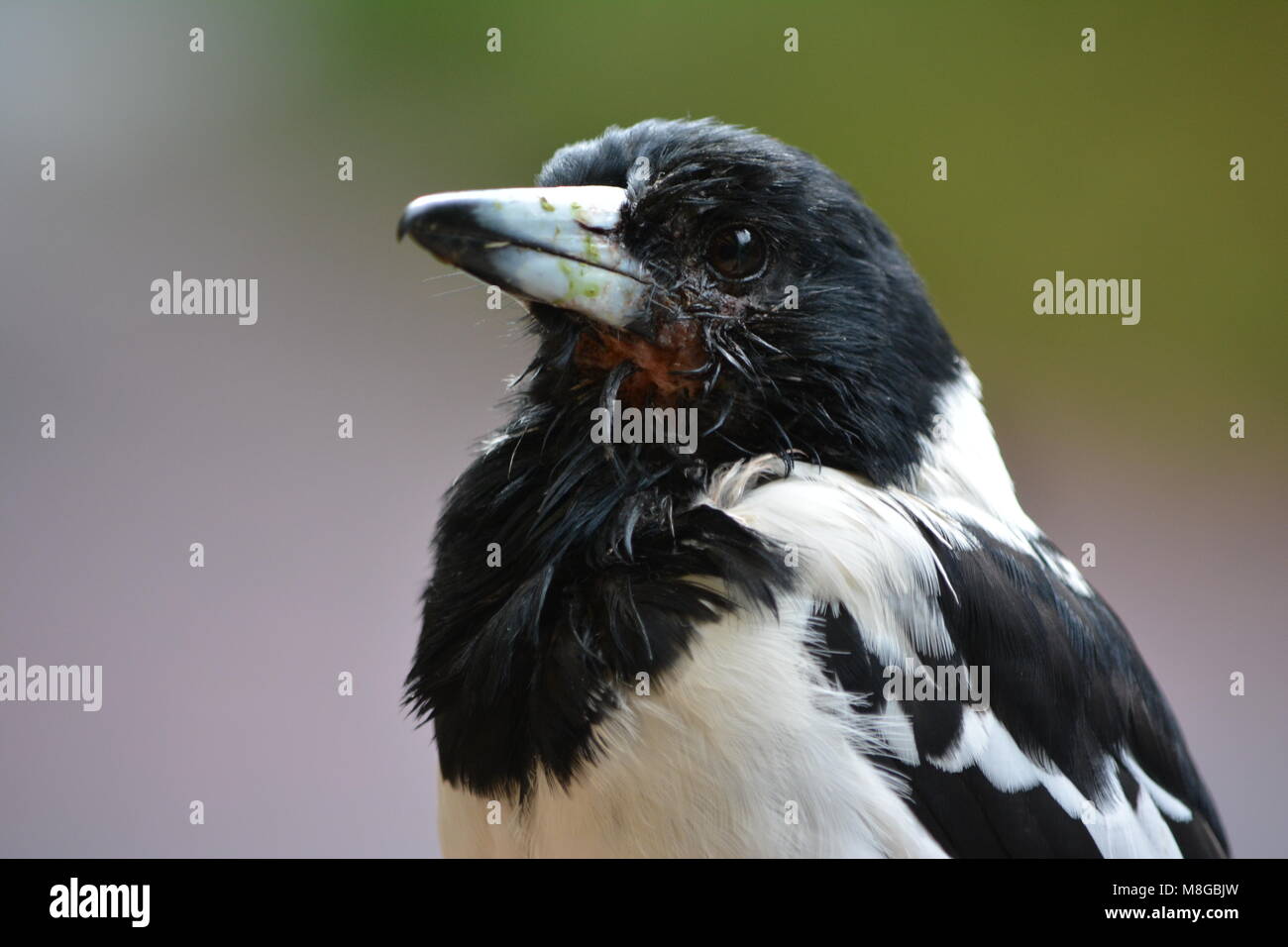 Birds, A closeup of the head of an Injured Australian Pied Butcher bird ...