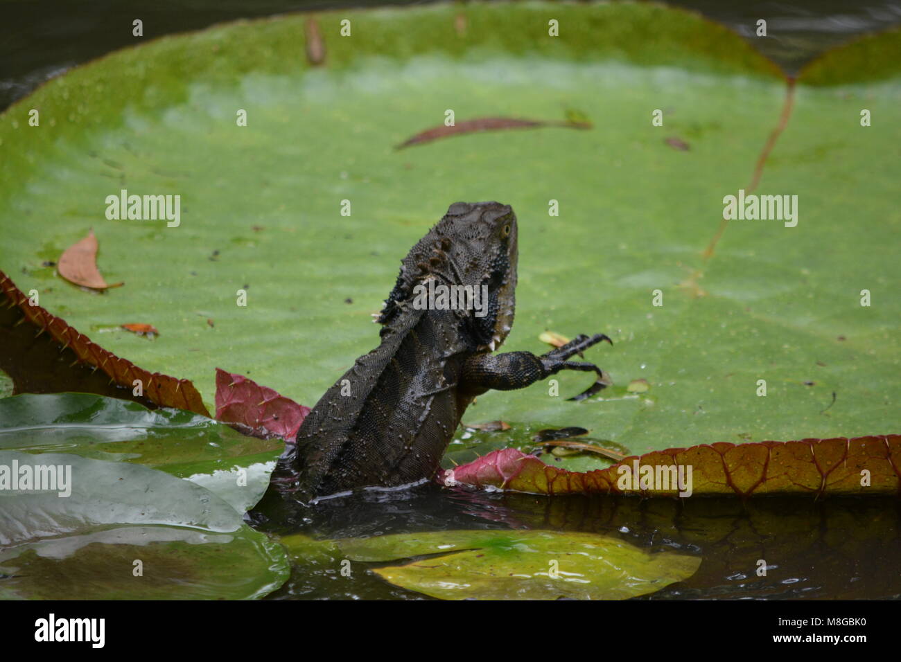 Australian Water Dragon Lizard High Resolution Stock Photography and ...