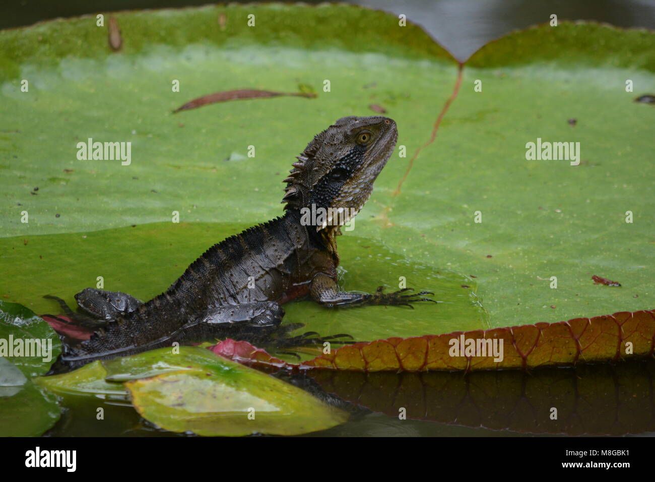Australian Water Dragon Lizard High Resolution Stock Photography and ...