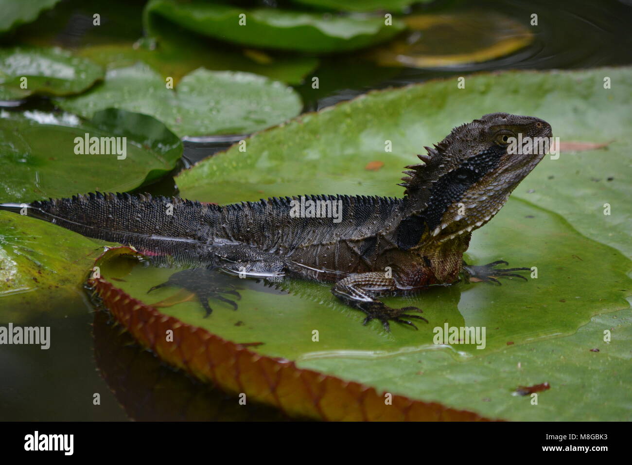 Australian Water Dragon Lizard High Resolution Stock Photography and ...