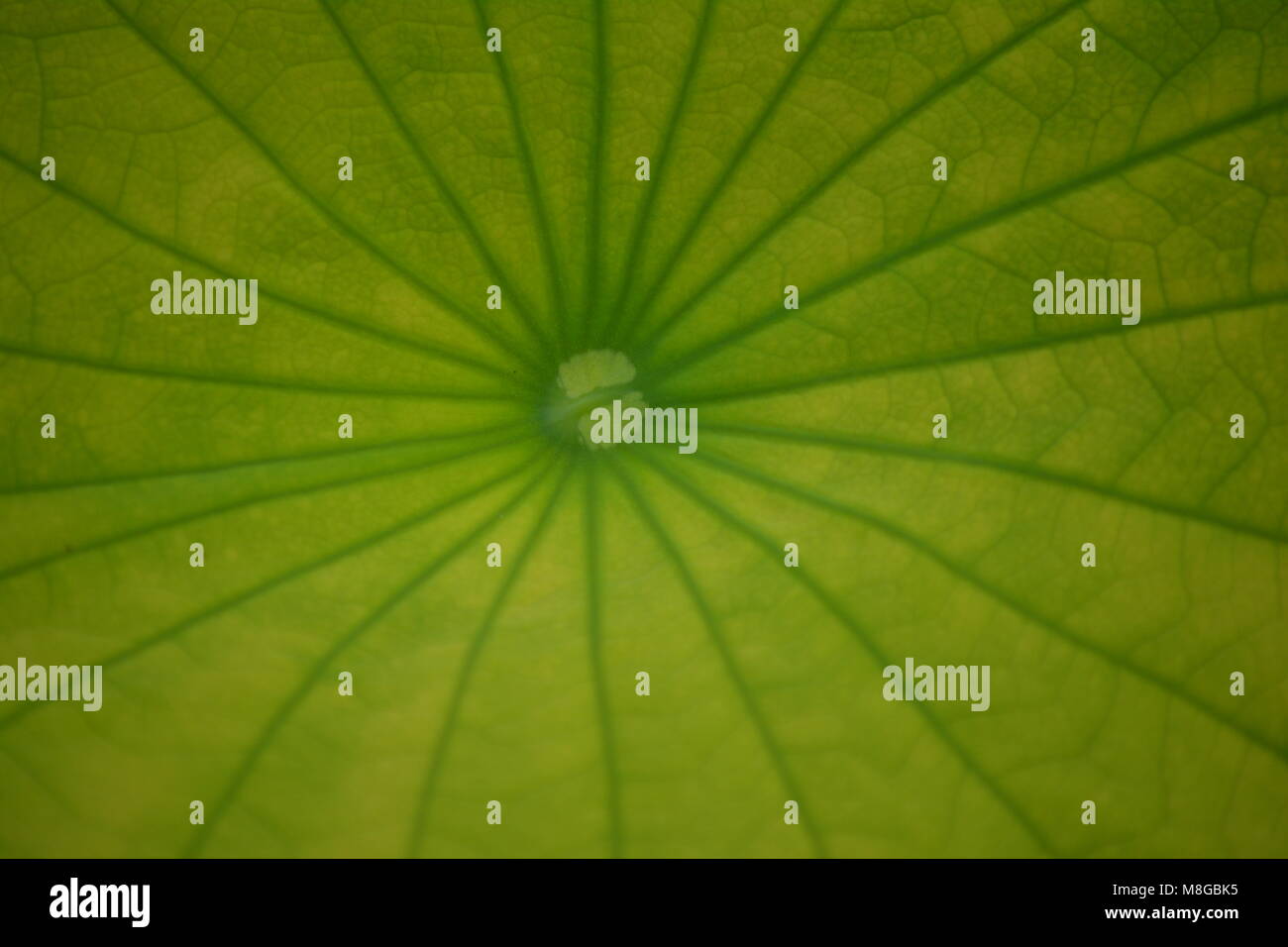 Nature plants, closeup of large green lily pad, natural geometry ...