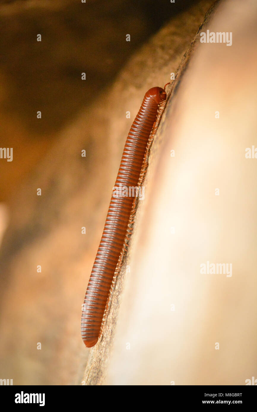 millipede climbing upwards in rocky mountian Stock Photo - Alamy