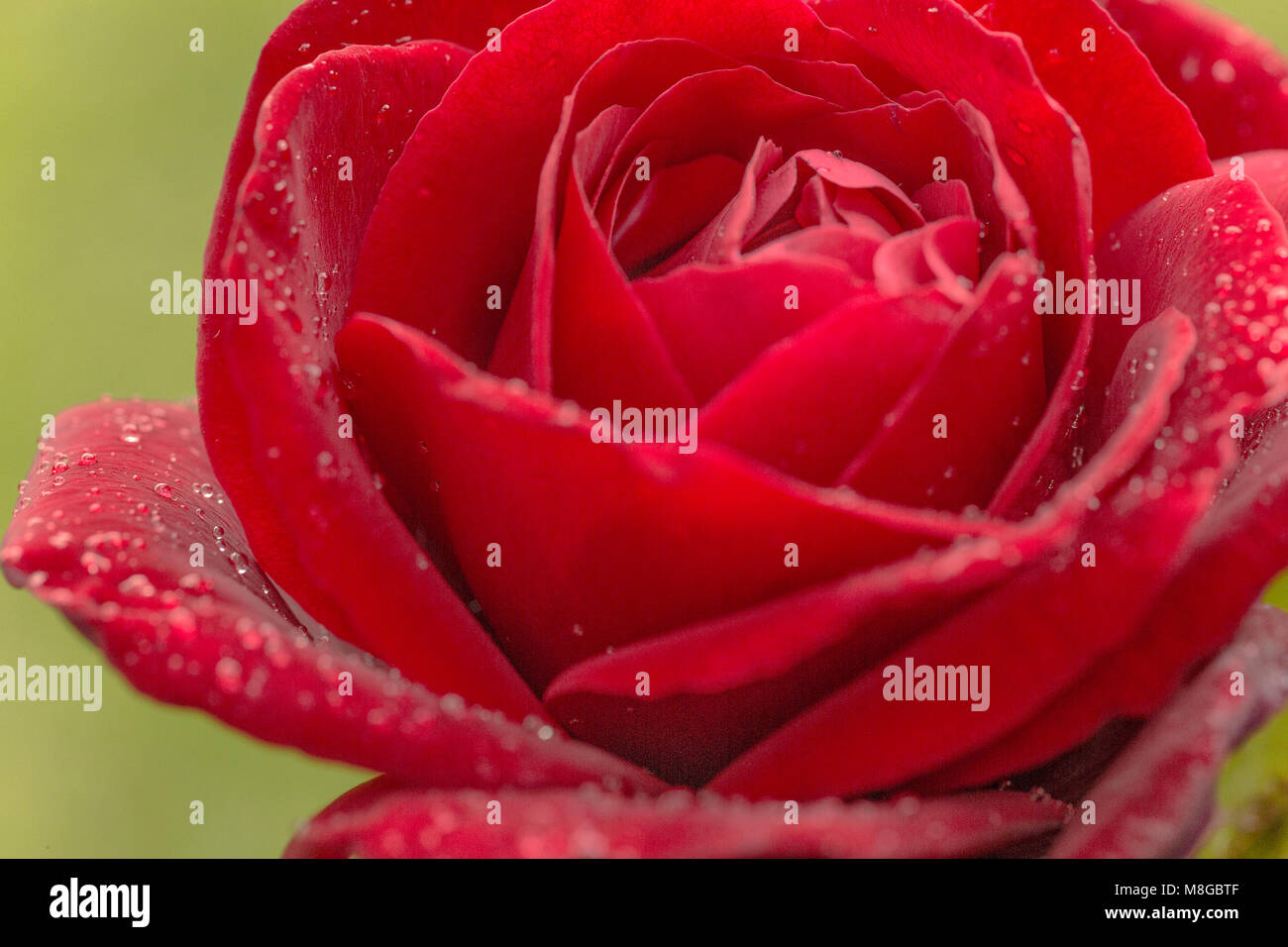 Red rose flower Stock Photo - Alamy