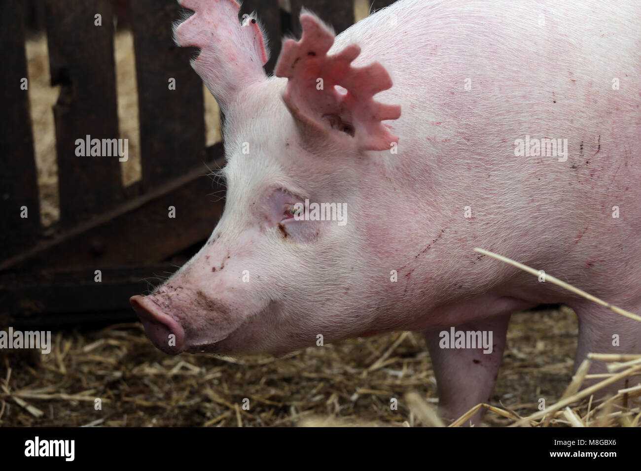Pink colored young domestic pig standing in the barn Stock Photo - Alamy