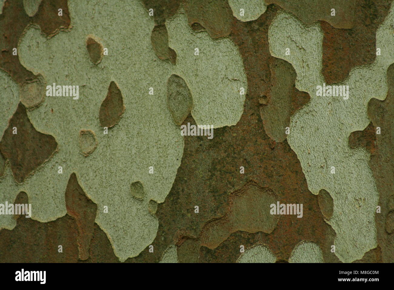 close up of the structure of a plane tree Stock Photo - Alamy