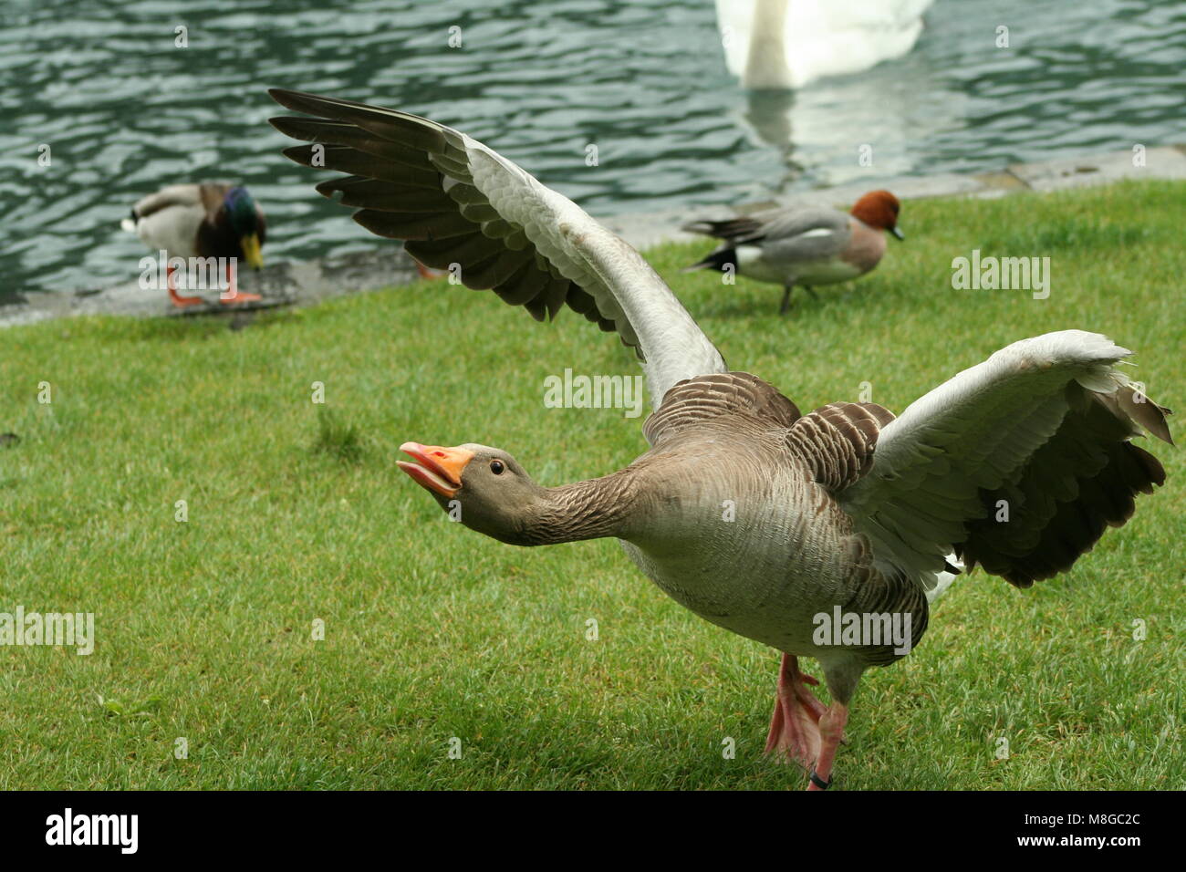 angry greylag goose Stock Photo - Alamy