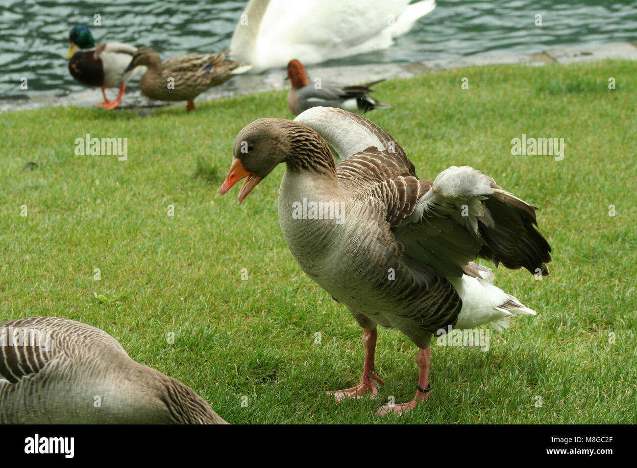 Angry Goose High Resolution Stock Photography and Images - Alamy