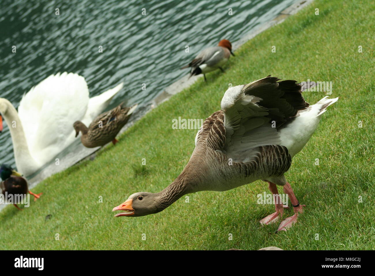 Angry Goose High Resolution Stock Photography and Images - Alamy