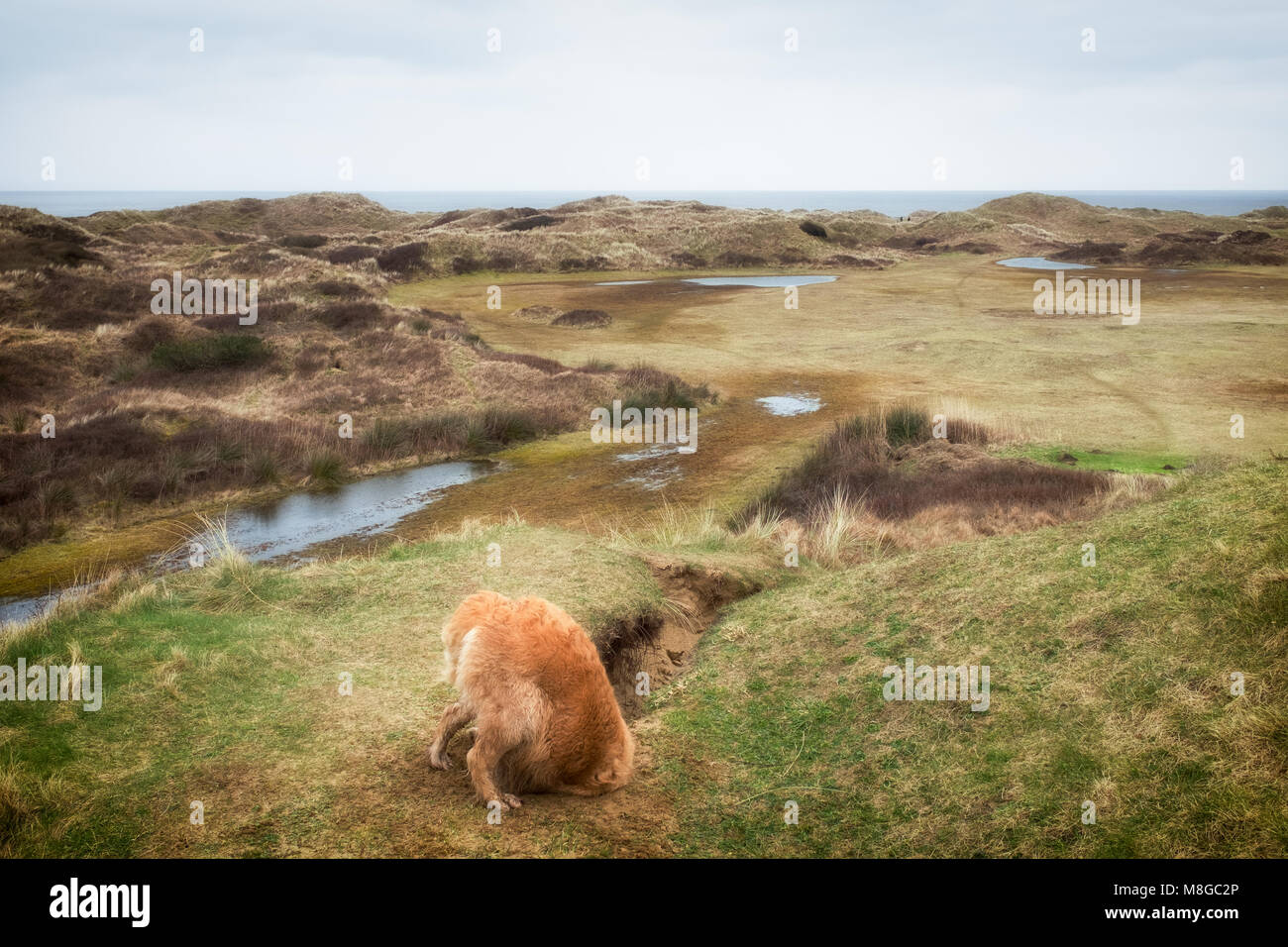 Kenfig natural nature reserve hi-res stock photography and images - Alamy
