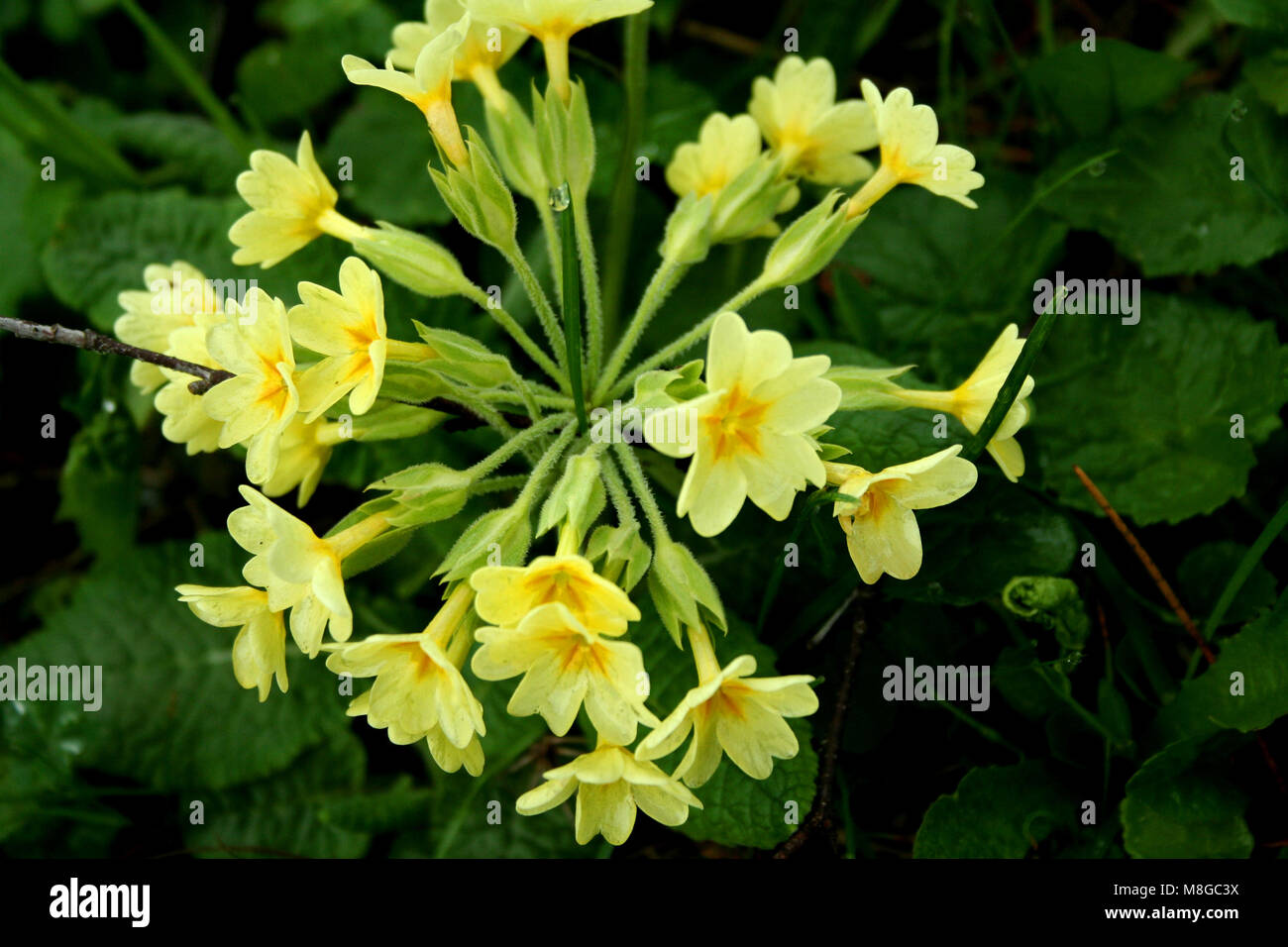 yellow primrose in the mountains Stock Photo - Alamy