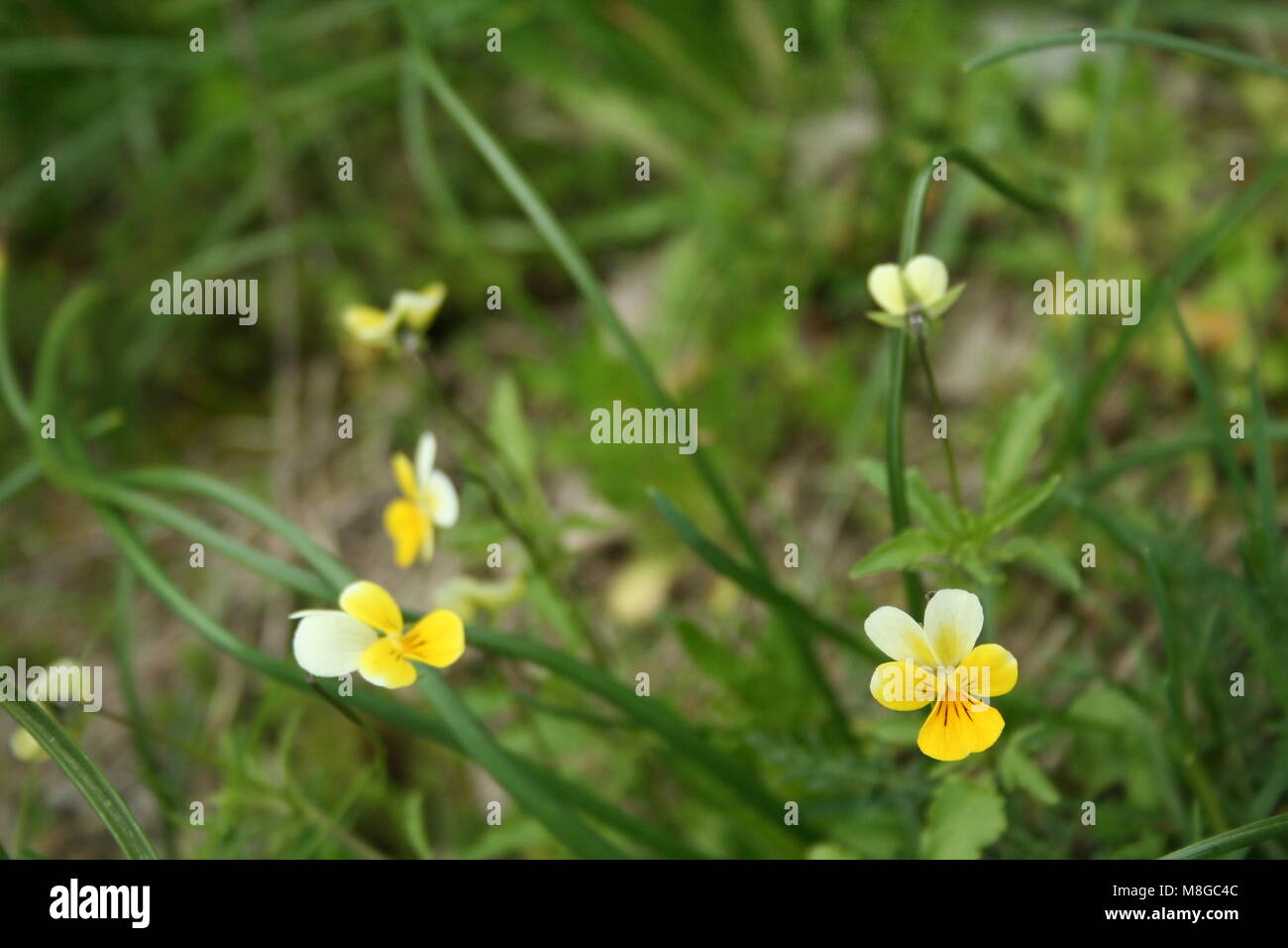 Pansy of violet in the french alps Stock Photo - Alamy