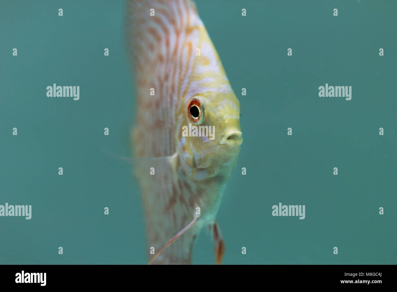 Freshwater aquarium hi-res stock photography and images - Alamy