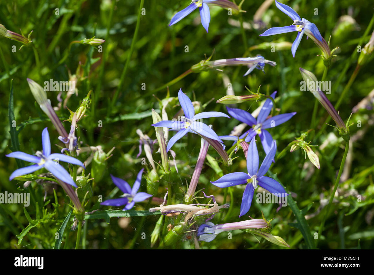 Blue star creeper hi-res stock photography and images - Alamy