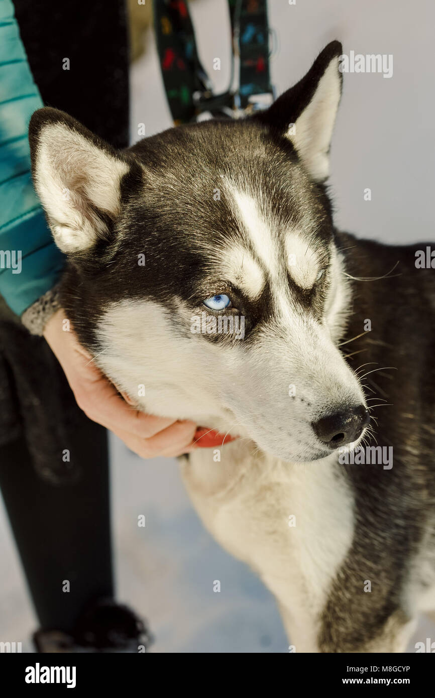Closeup portrait of Siberian husky dog, female hand holding her pet on ...