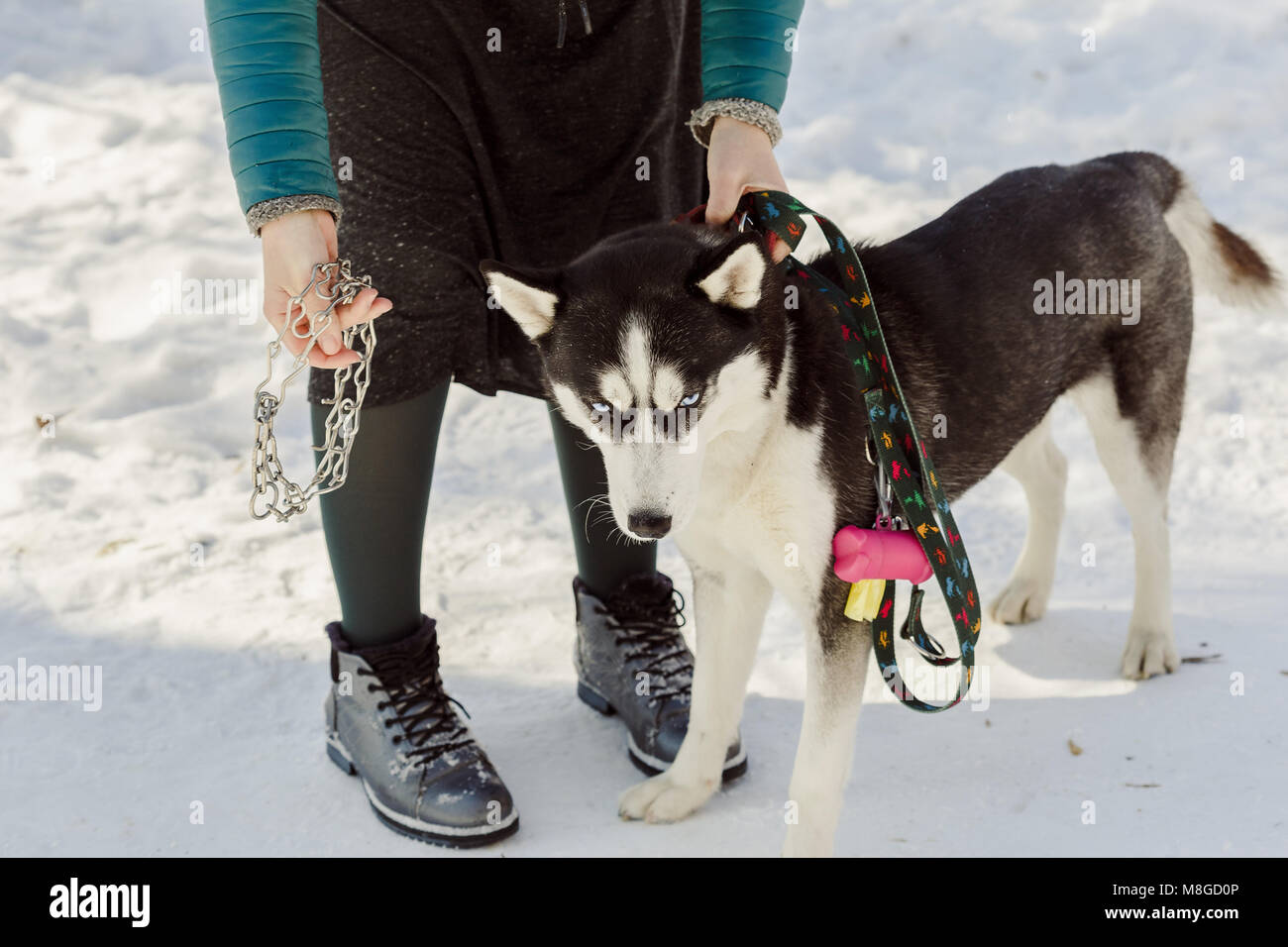 Woman trying to wear a metal pinch collar on her husky pet dog Stock ...