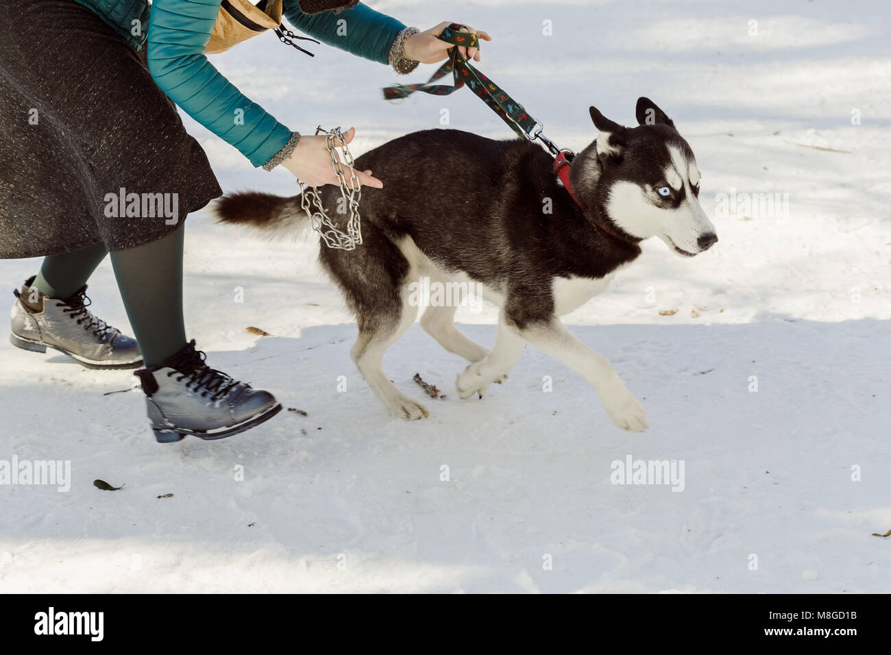 Woman trying to wear a metal pinch collar on her husky pet dog escaping ...