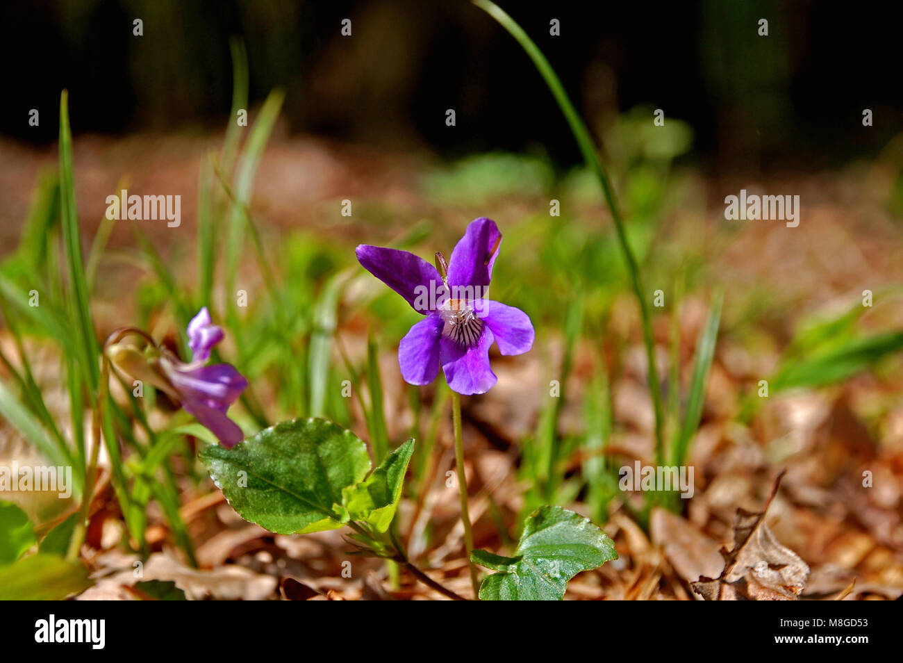 Violet colours hi-res stock photography and images - Alamy