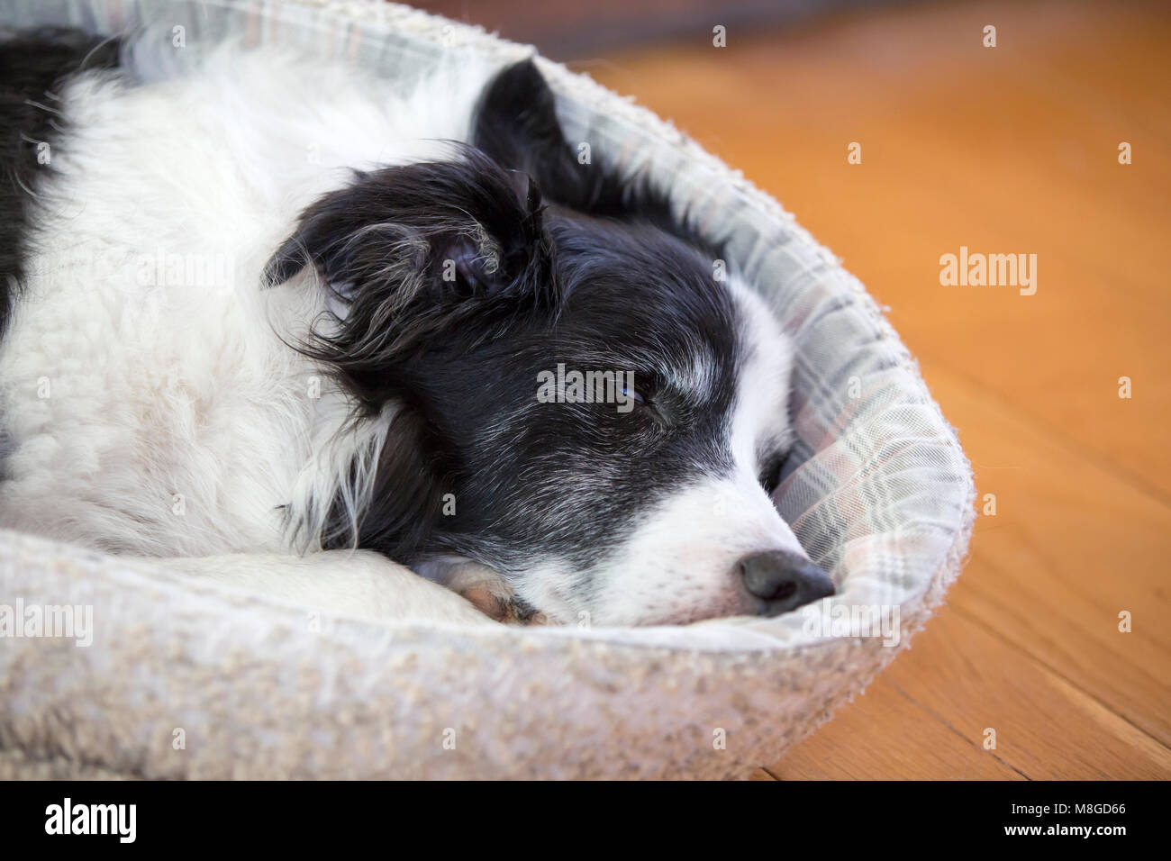 An old Border Collie dog snoozing in his bed Stock Photo - Alamy