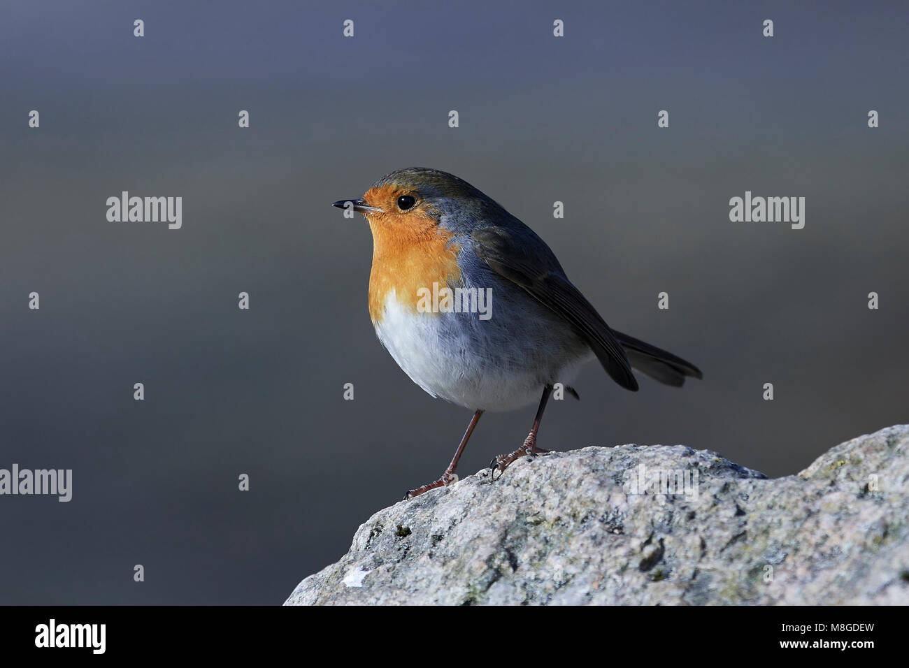 European robin in its natural habitat Stock Photo - Alamy