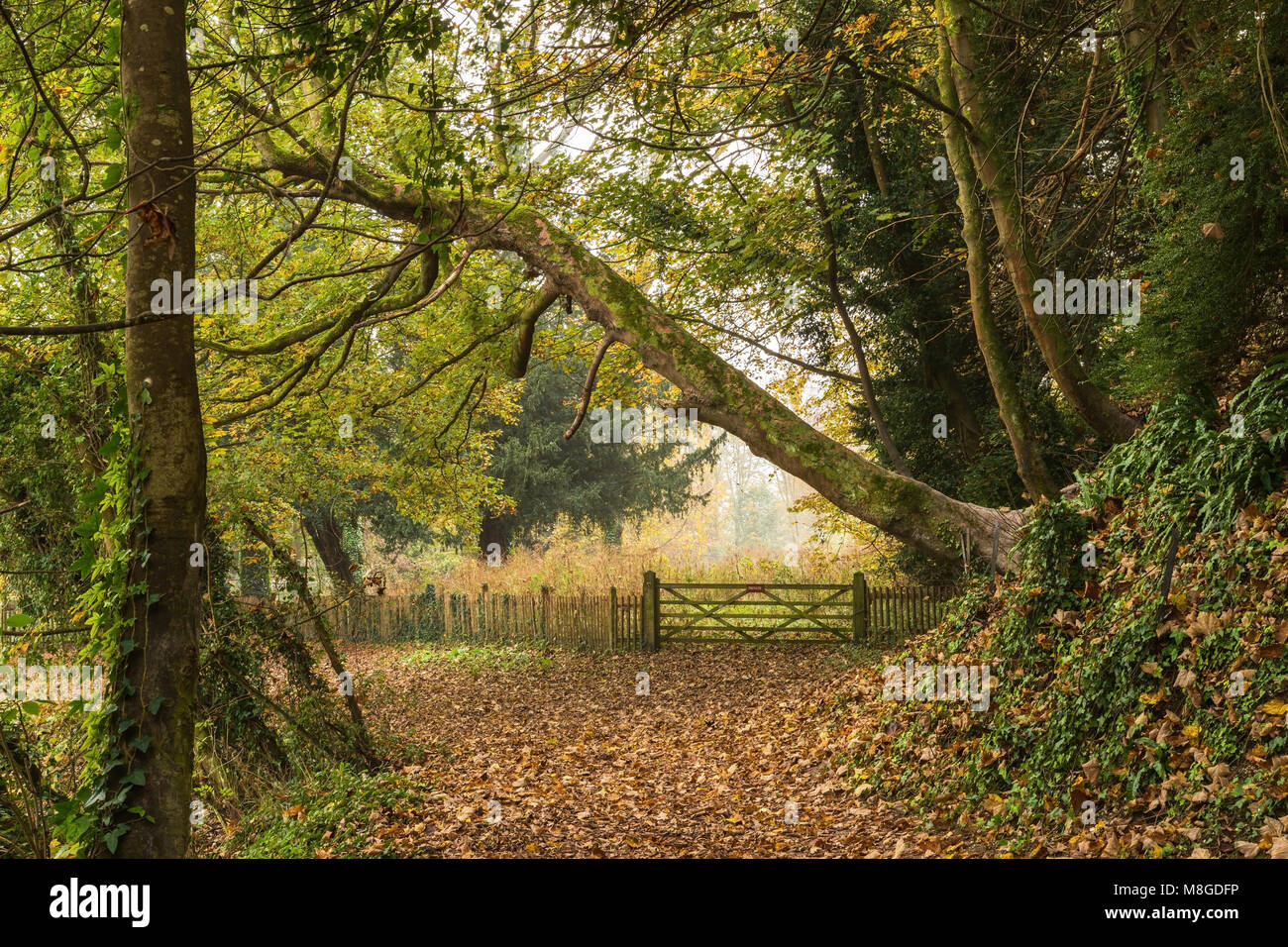Arun Forest nearby Arundel, West Sussex Stock Photo - Alamy