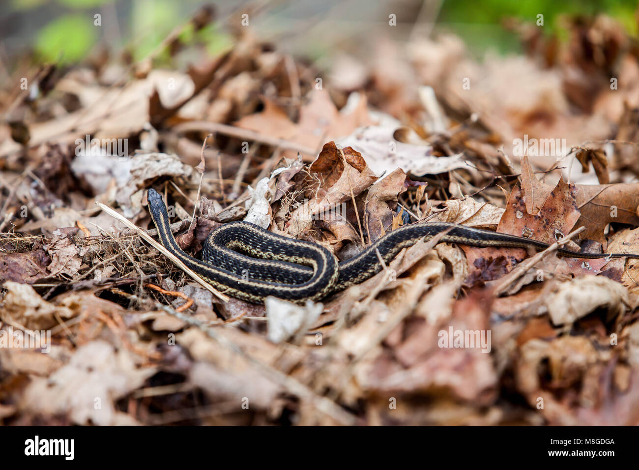 Garter Snake in nature Stock Photo - Alamy