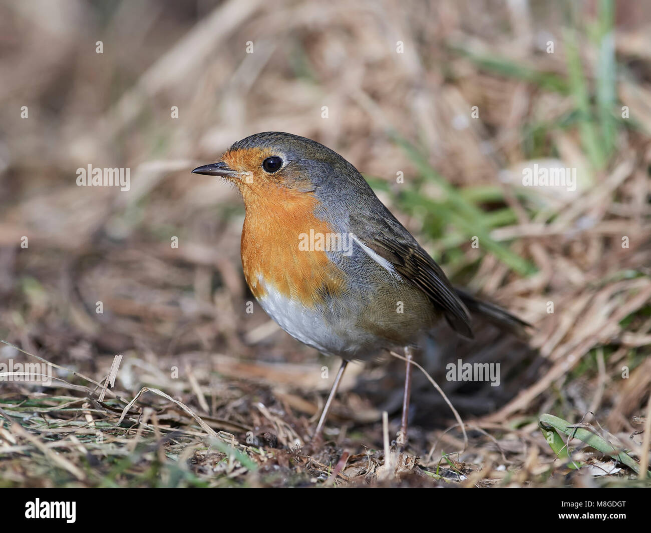 European robin in its natural habitat Stock Photo - Alamy