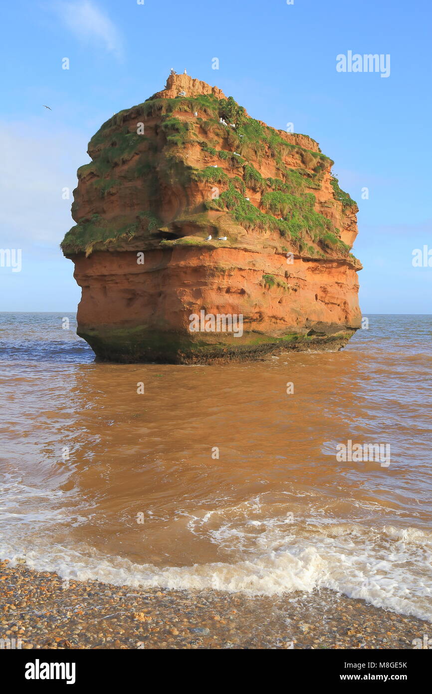 Sea stack in Ladram Bay near town of Sidmouth in Devon Stock Photo - Alamy