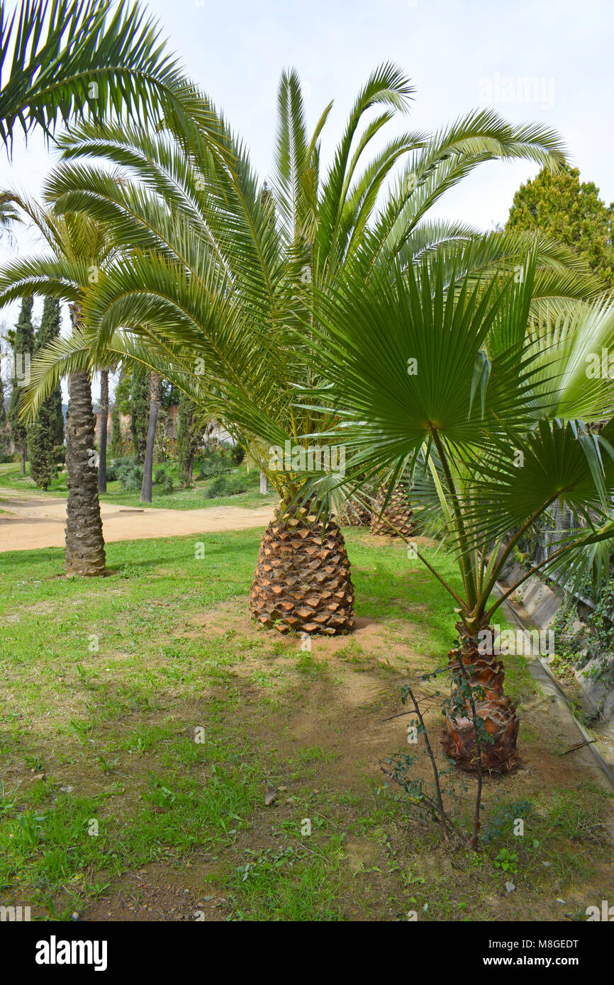 palm tree, tree, nature, garden, grass, vegetation, flora, plants ...