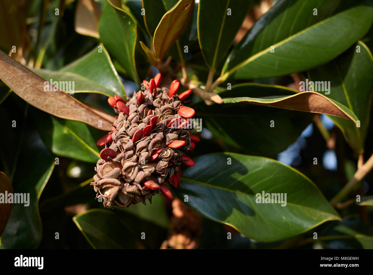 Magnolia grandiflora fruits Stock Photo - Alamy