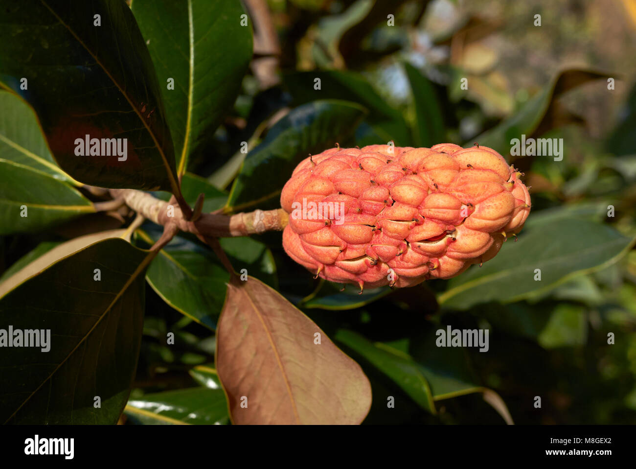 Magnolia grandiflora fruits Stock Photo - Alamy