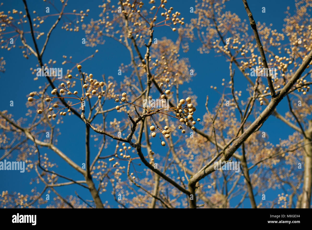 Indian bead tree persian lilac hi-res stock photography and images - Alamy