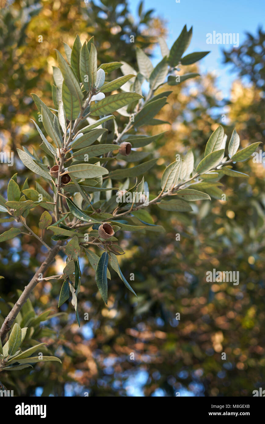Quercus ilex garden hi-res stock photography and images - Alamy