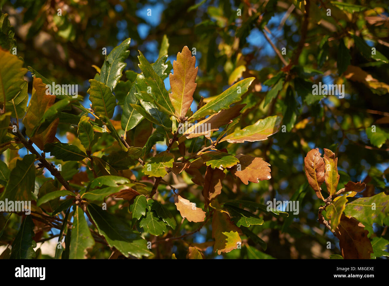 Quercus ilex garden hi-res stock photography and images - Alamy