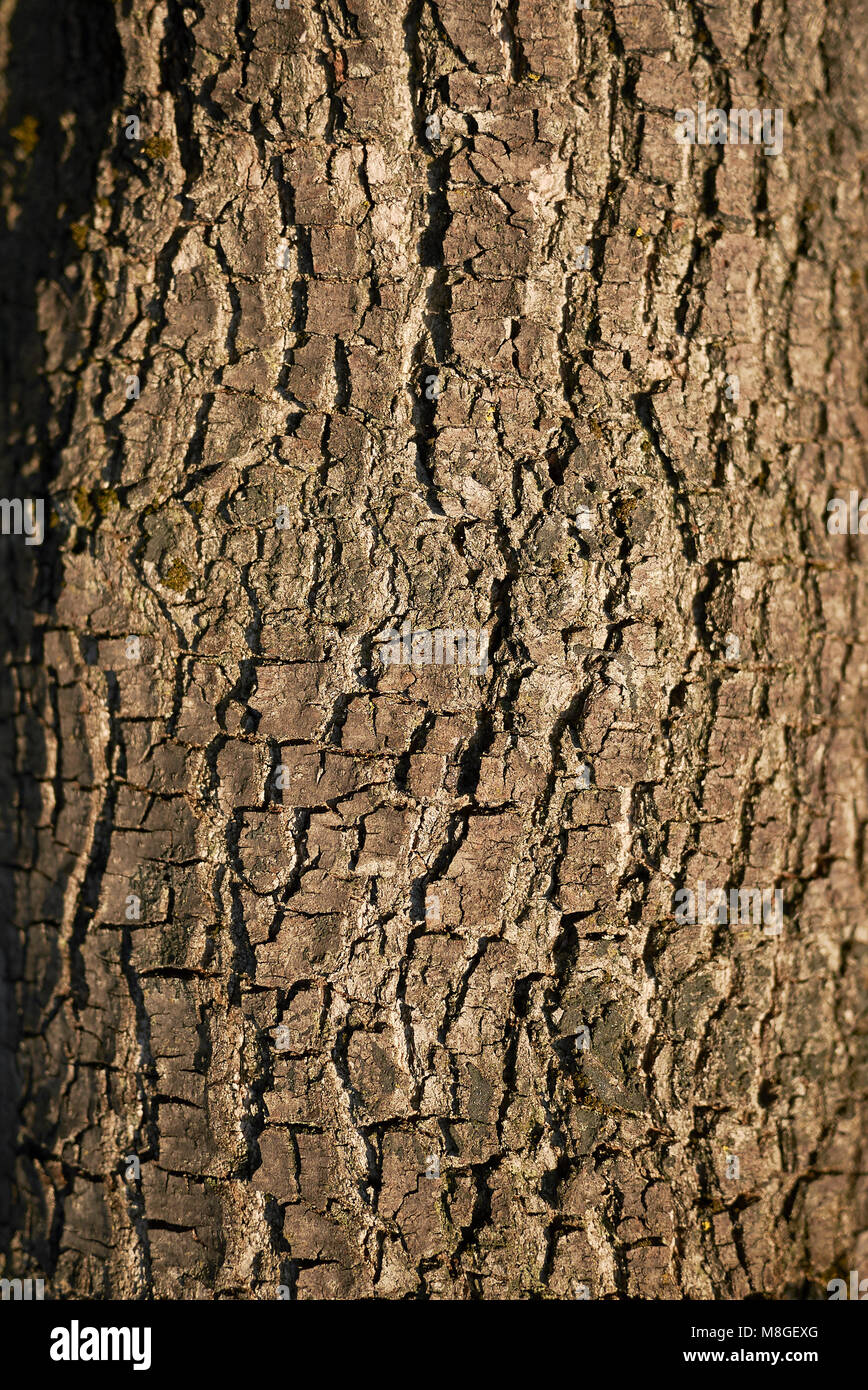 Quercus ilex bark Stock Photo - Alamy