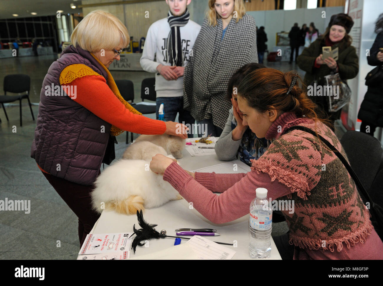 Estimating breed. A pedigreed cat standing on a table, a judge holding ...