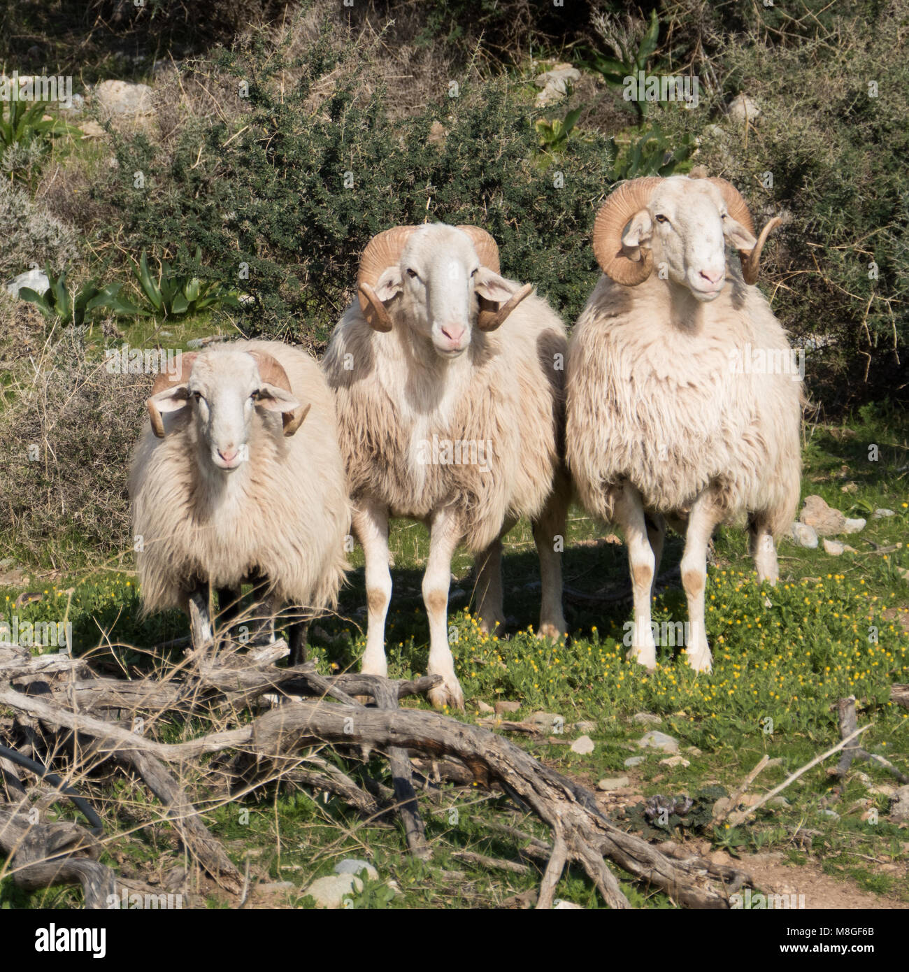 Male sheep hi-res stock photography and images - Alamy