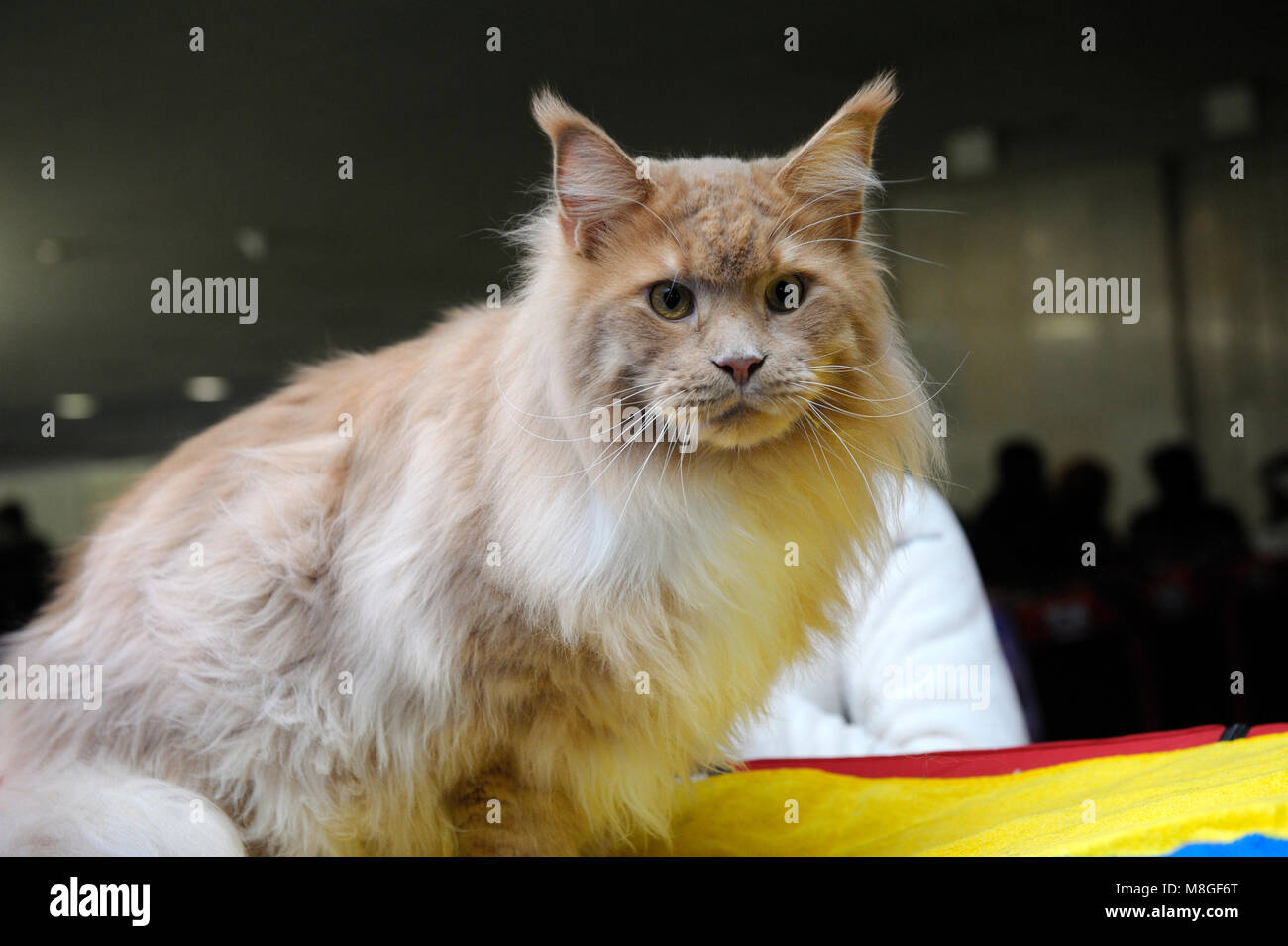 Man’s hand holding a cat of Maine Coon breed. Competition among the ...