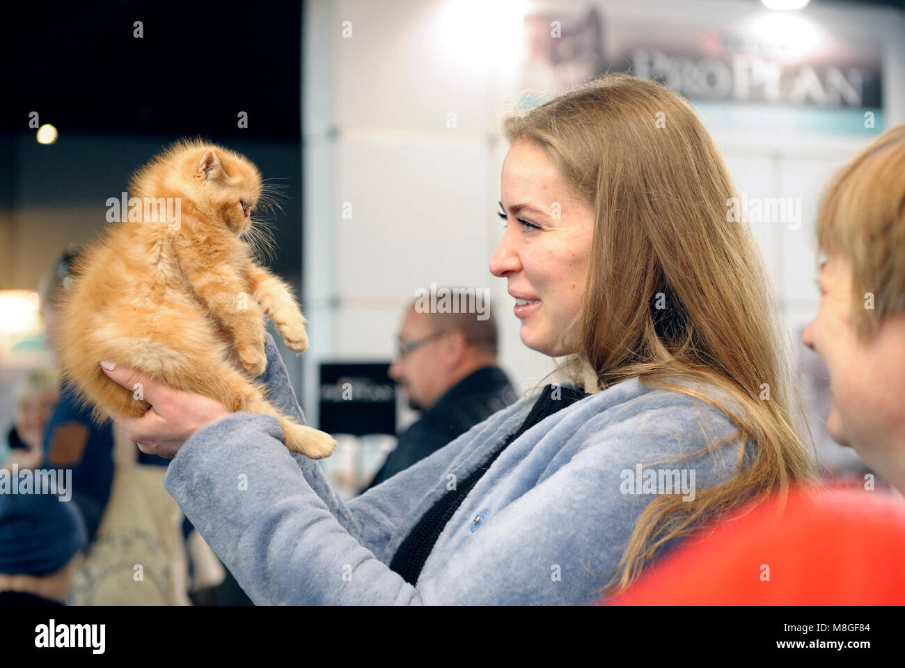 Pedigreed cat standing on a table, judge estimating its color and ...