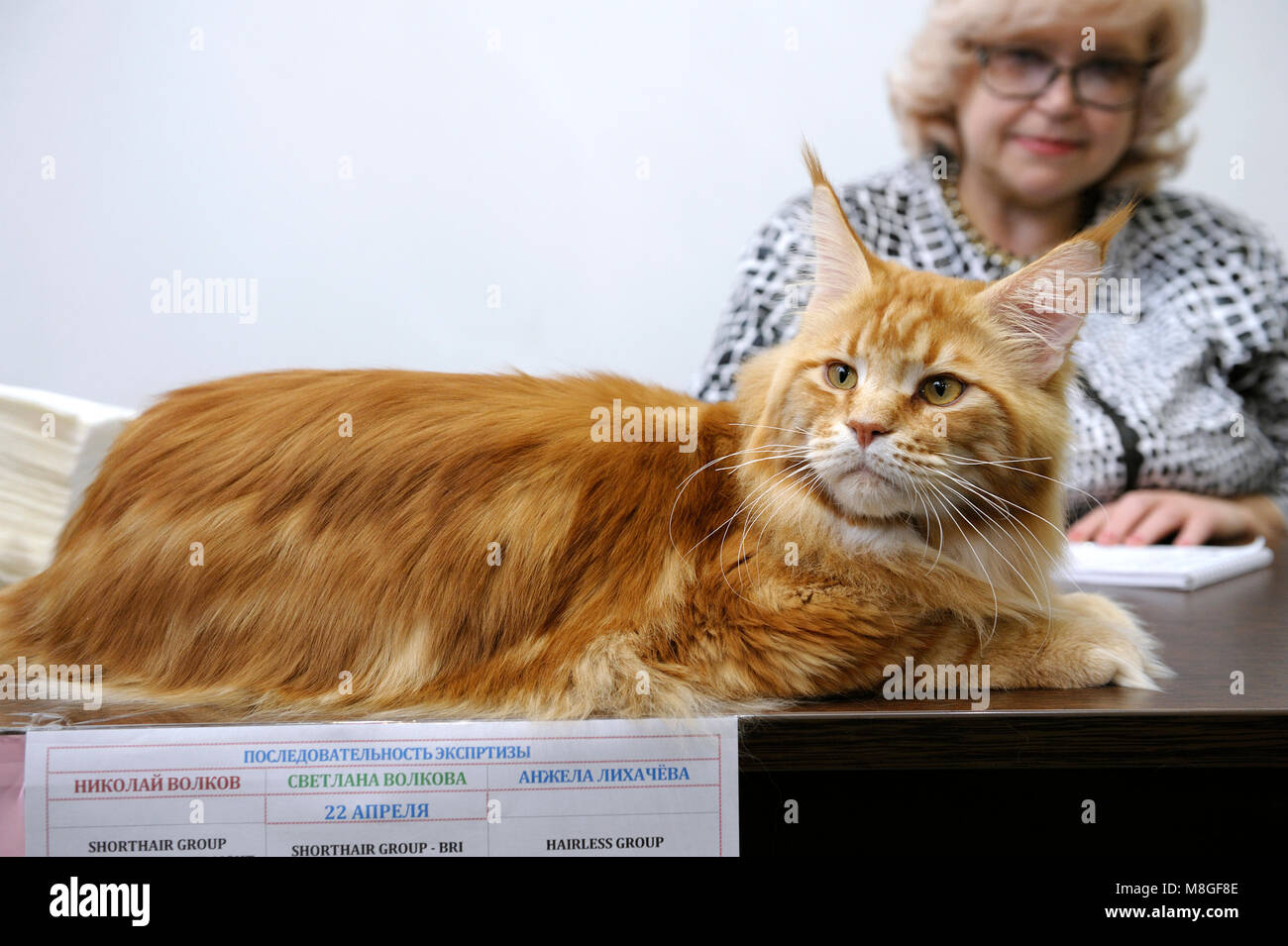 Man’s hand holding a cat of Maine Coon breed. Competition among the ...
