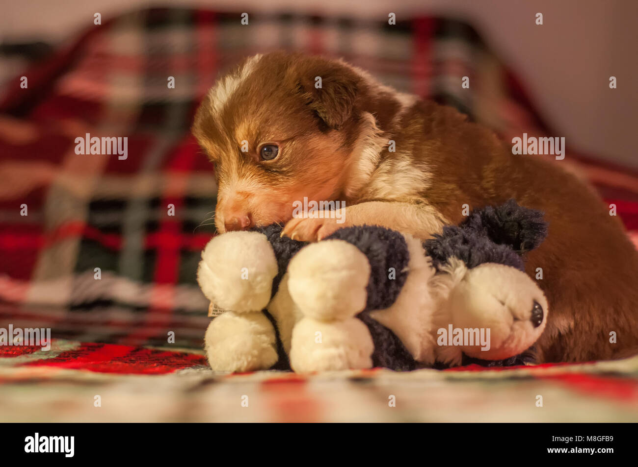 Four weeks old newborn cute border collie puppy with a border collie ...