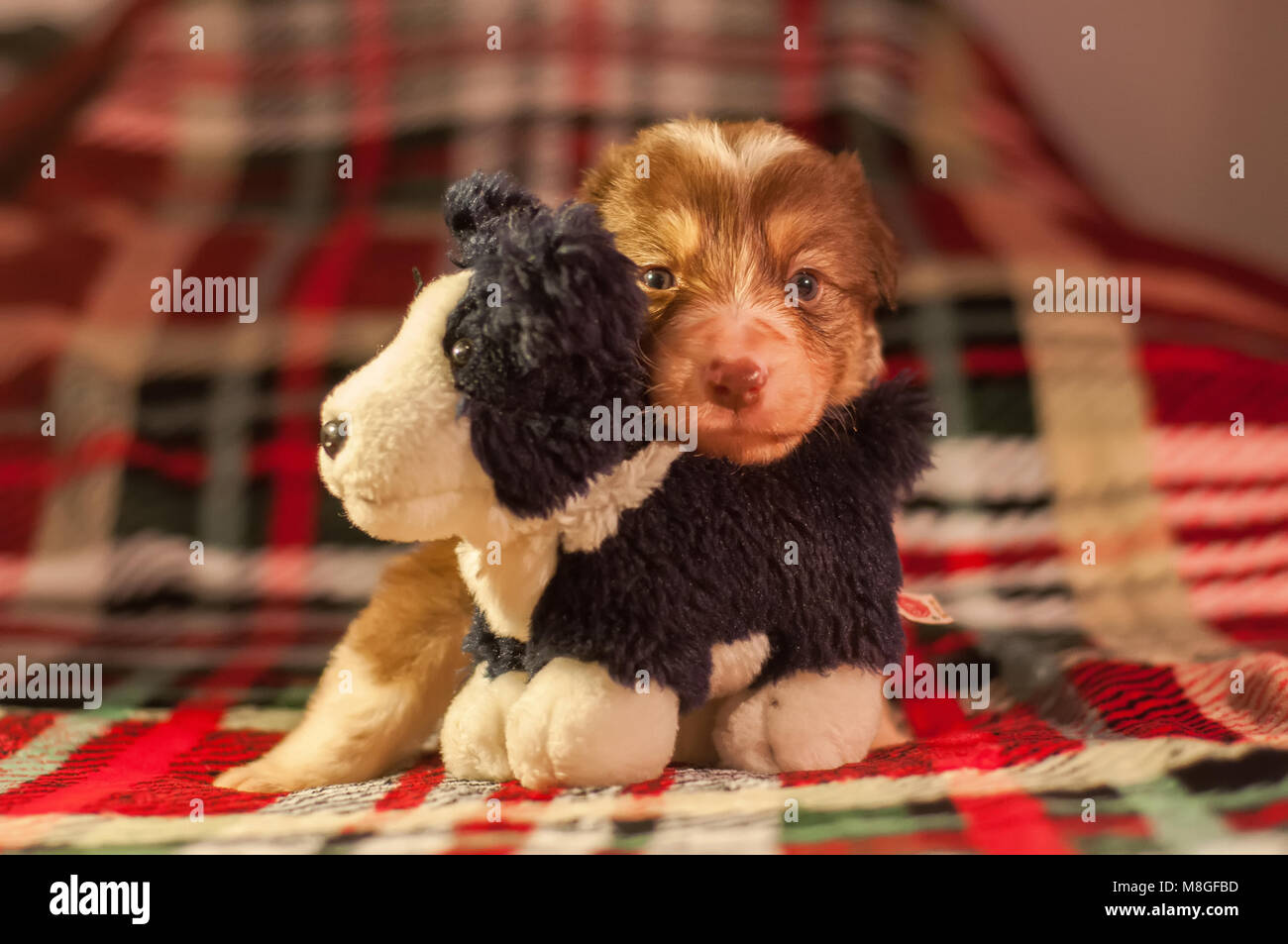 Four weeks old newborn cute border collie puppy with a border collie ...