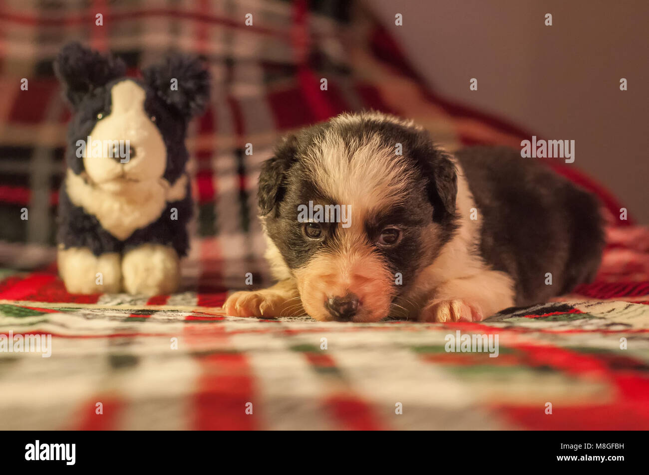 Four weeks old newborn cute border collie puppy with a border collie ...