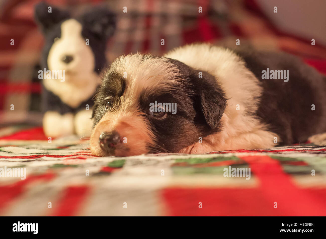 Four weeks old newborn cute border collie puppy with a border collie ...