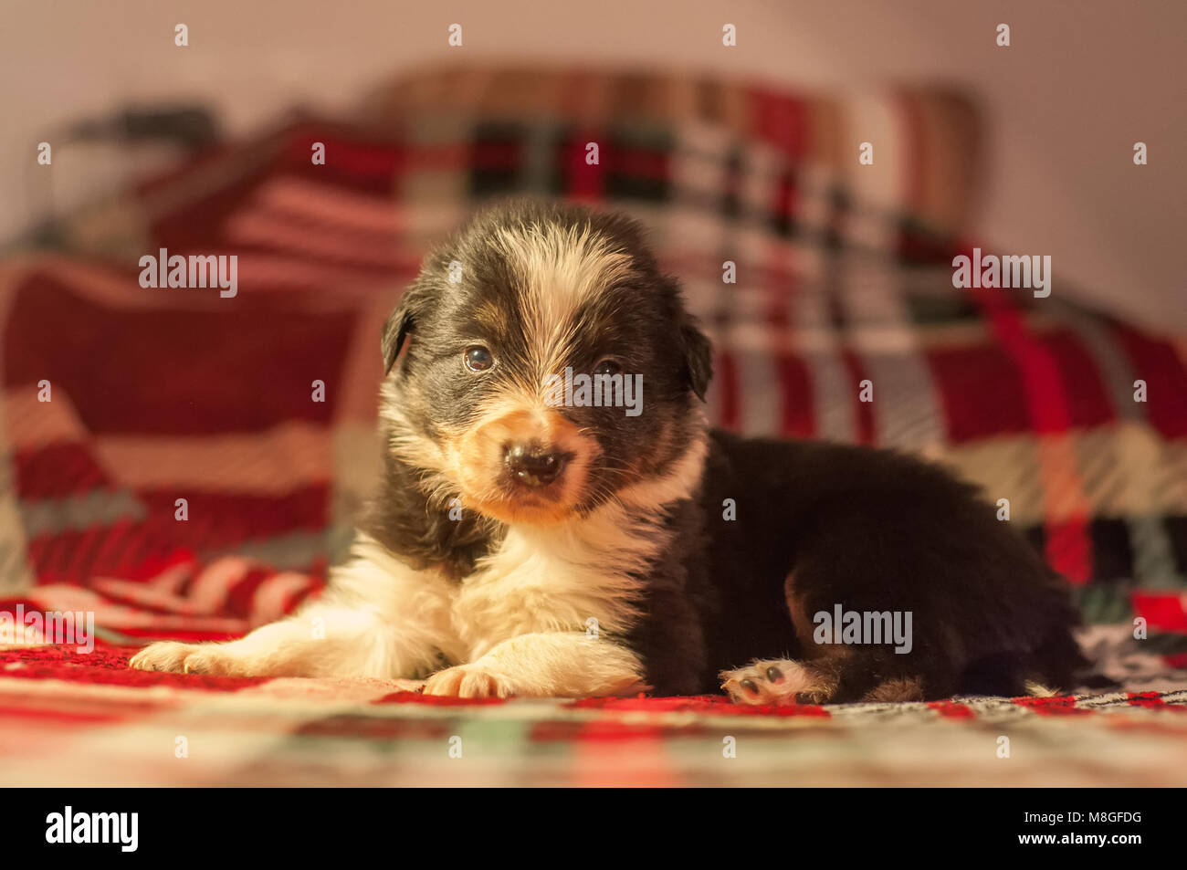 Four weeks old newborn cute border collie puppy in home environment on ...