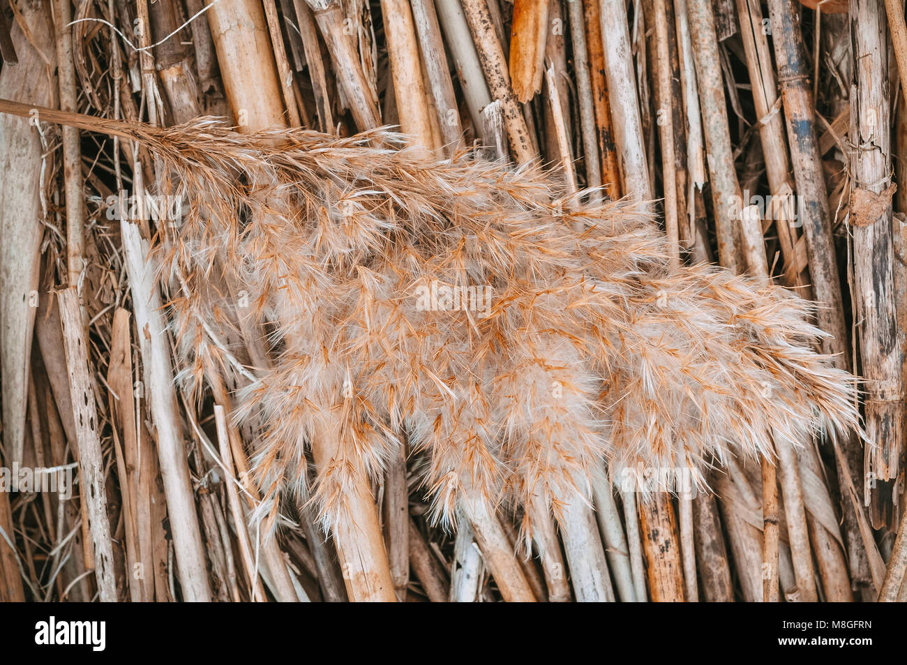 Wood background reeds background hi-res stock photography and images ...